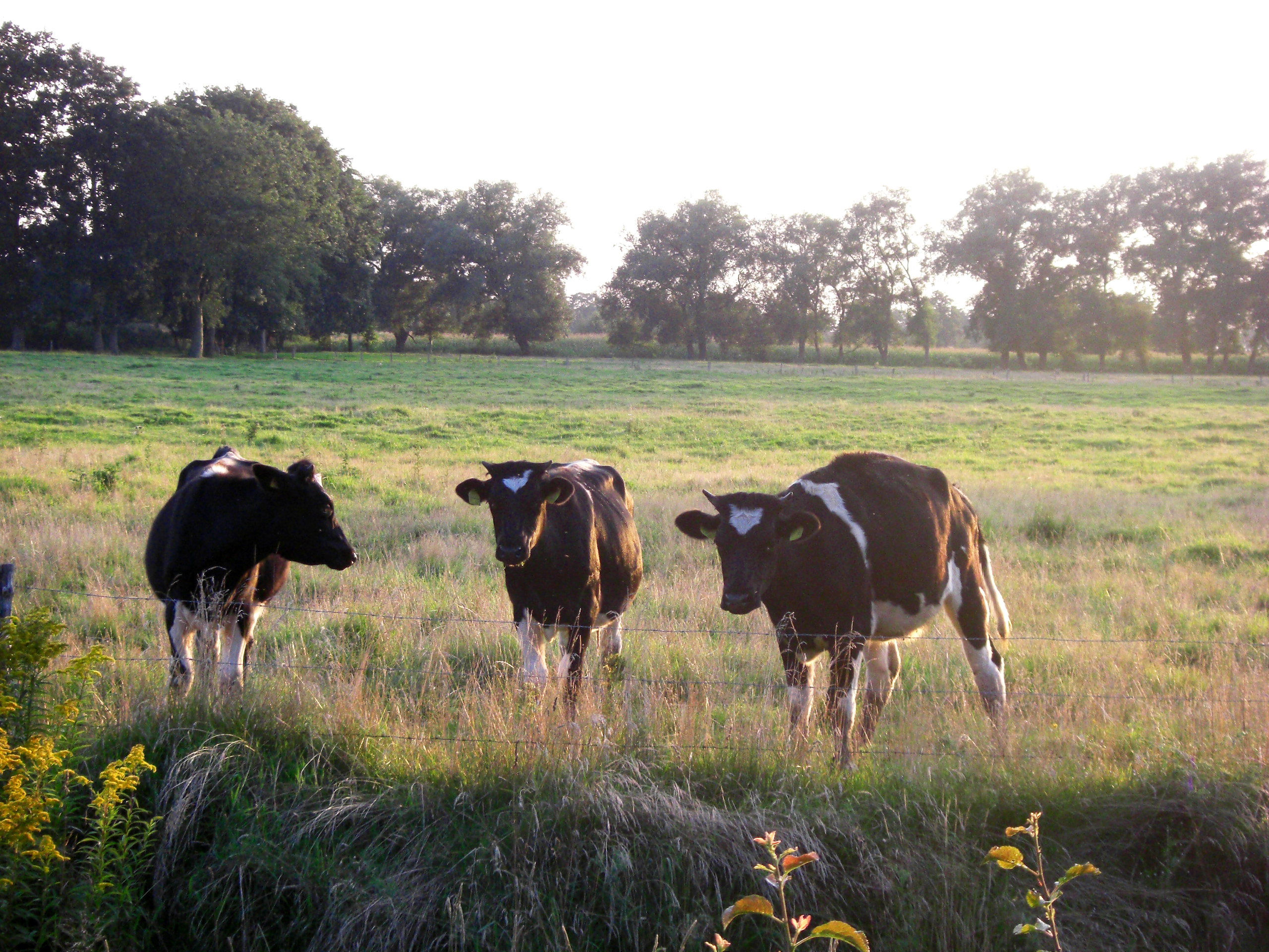 Weidehaltung - Moorhof Stalling - Bio-Rindfleisch